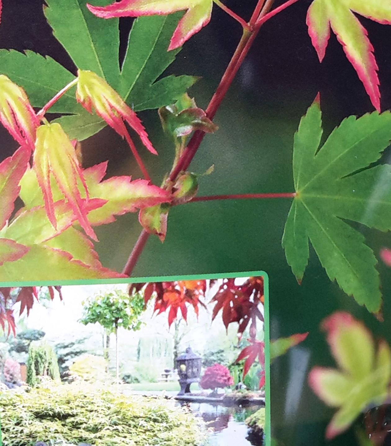 Acer Palmatum 'Little Princess' - 3L - Windlestone Nursery & Garden ...
