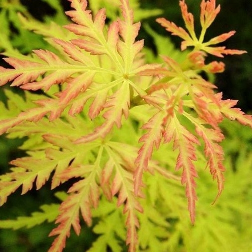 Acer Palmatum 'Seriyo' - 15L - Windlestone Nursery & Garden Centre in ...