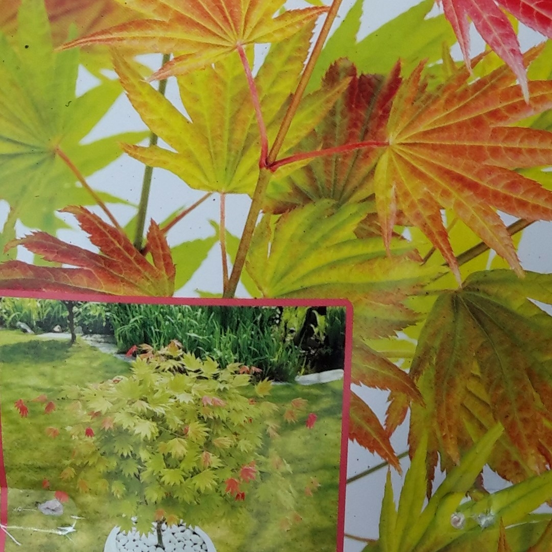 Acer Shirasawanum Moonrise - 3L - Windlestone Nursery & Garden Centre ...