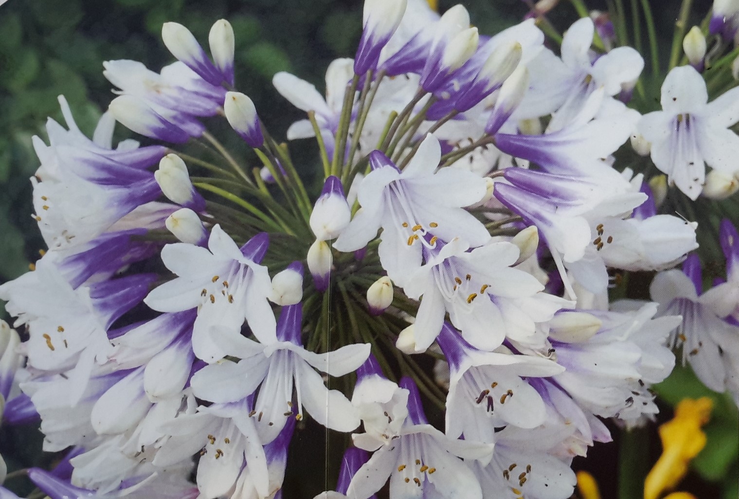 Agapanthus Africanus Twister 3L (African Lily) - Windlestone Nursery ...