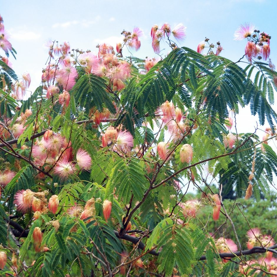 Albizia Julibrissin - 4L - 100cm - Windlestone Nursery & Garden Centre ...