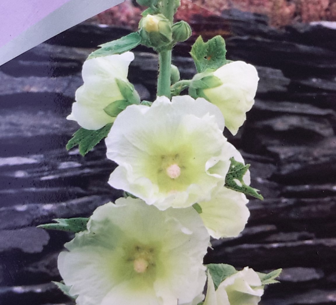 Alcea Rosea Sunshine 2L (Hollyhock) - Windlestone Nursery & Garden ...