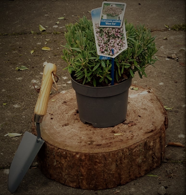 Andromeda Polifolia Blue Ice (Bog Rosemary) 2L - Windlestone Nursery ...