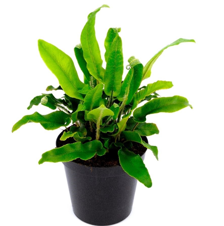 Asplenium Scolopendrium Angustifolium - 3.5L (Hart's Tongue fern ...