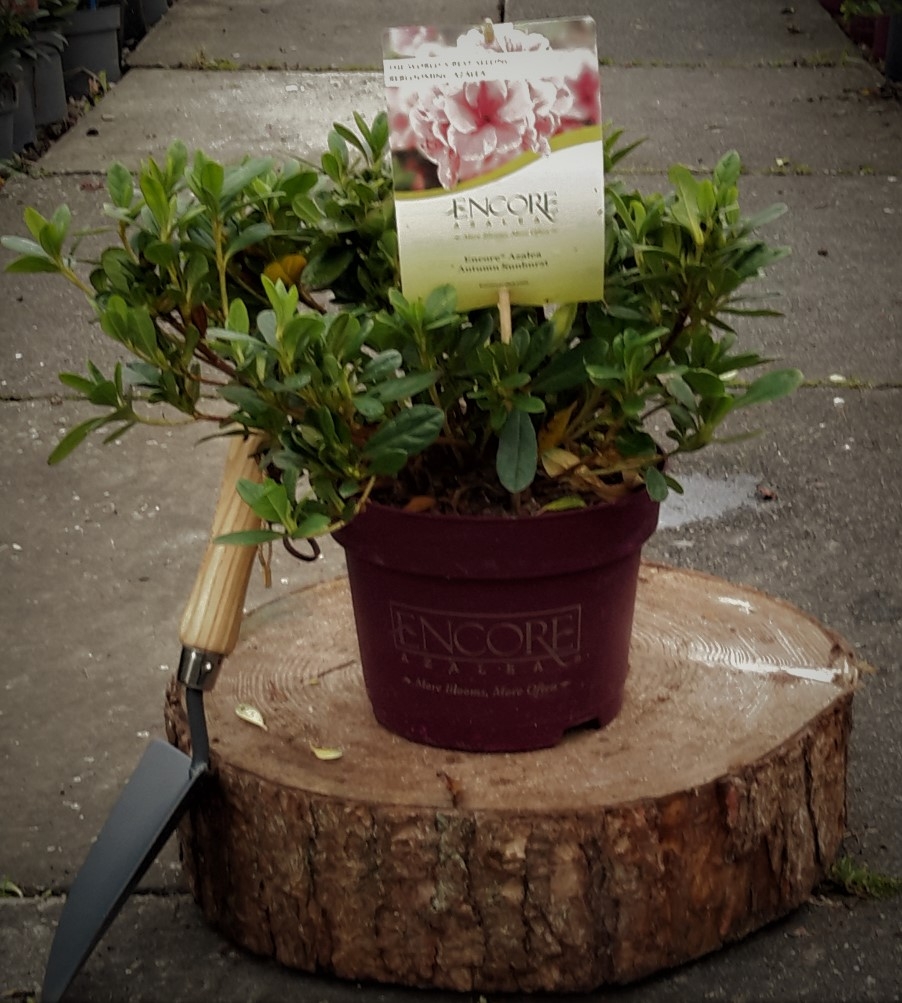 Azalea Encore Autumn Sunburst 3L - Windlestone Nursery & Garden Centre ...
