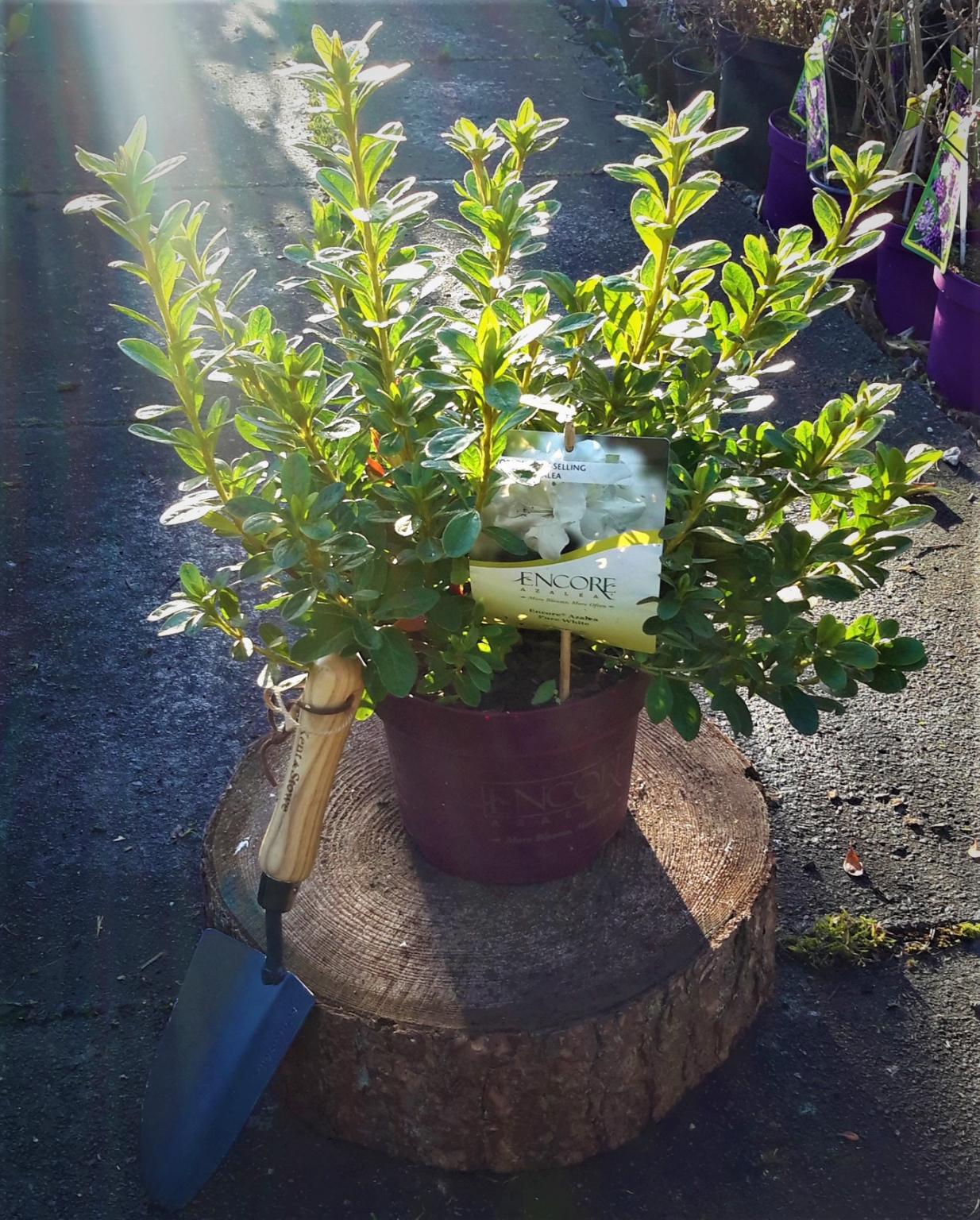 Azalea Encore Pure White 3L - Windlestone Nursery & Garden Centre in ...