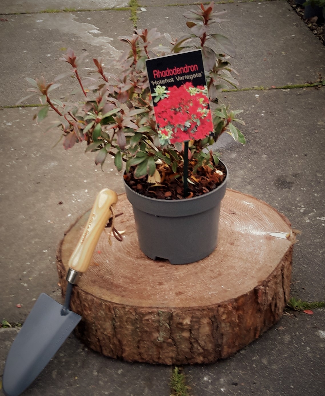 Azalea Hotshot Variegata 2L - Windlestone Nursery & Garden Centre in ...