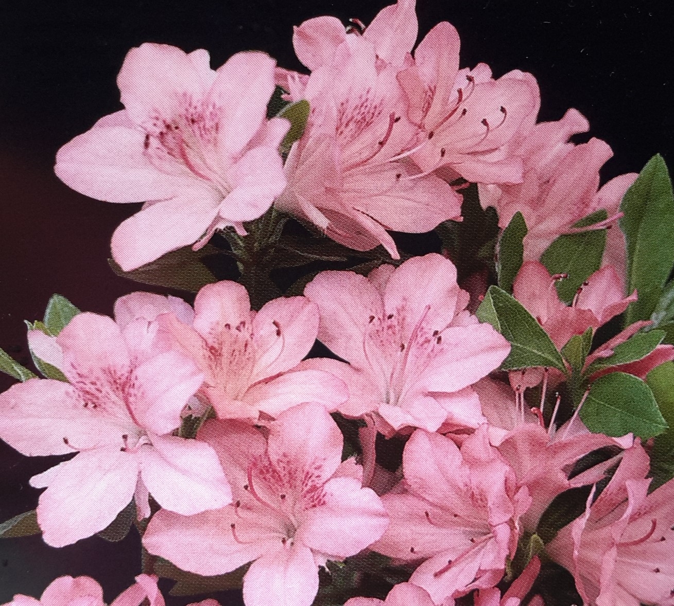 Azalea japonica 'Blaauw's Pink' 3L - Windlestone Nursery & Garden ...