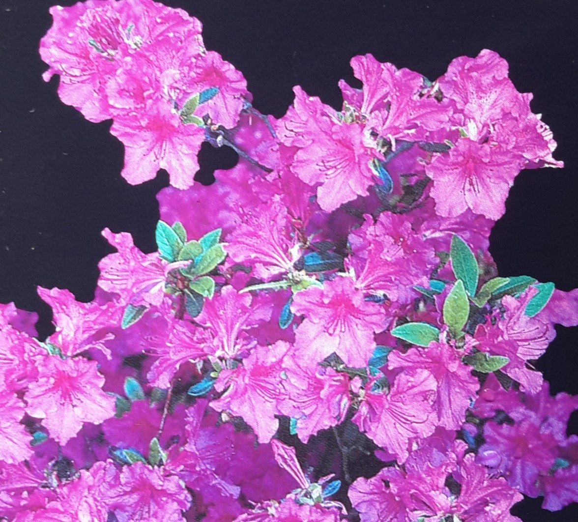 Azalea japonica 'Geisha Purple' 2L - Windlestone Nursery & Garden ...