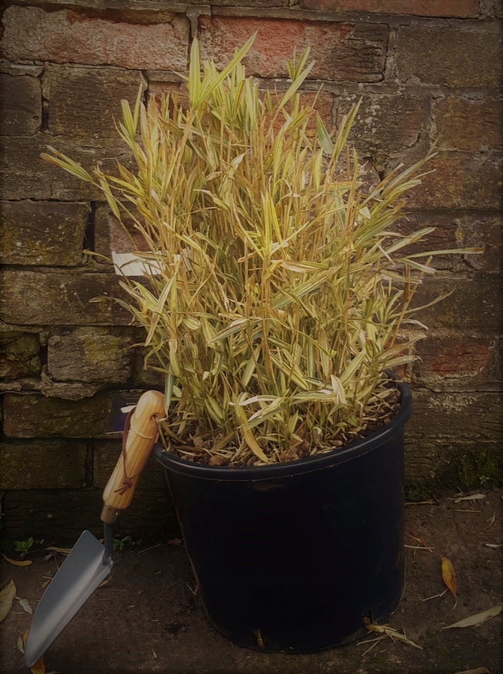 Bambusa Sasa Nana Variegata (Bamboo) - Windlestone Nursery & Garden ...