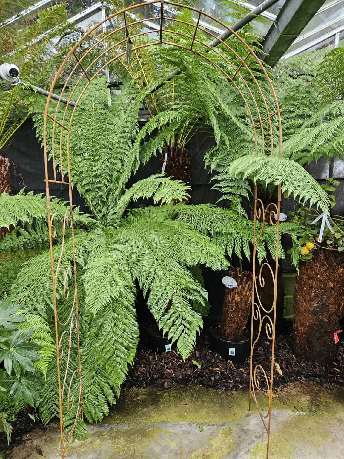 Belle Garden Arch - Windlestone Nursery & Garden Centre in Ferryhill ...