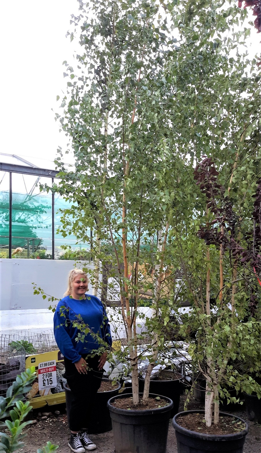 Betula Alba (White Birch) - Multistem - 90L - 6m - Windlestone Nursery ...