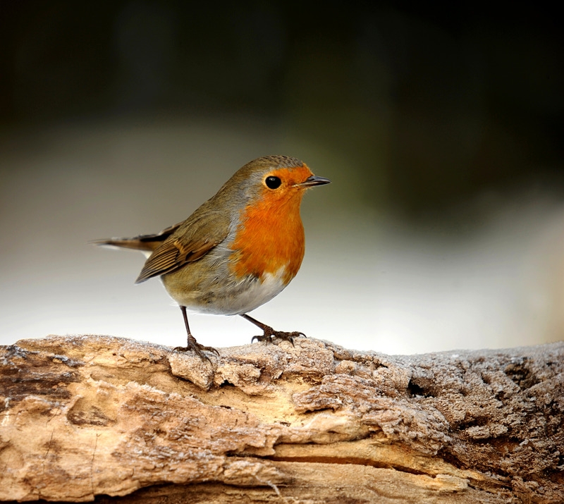 Bird, Insect & Animal care - Windlestone Nursery & Garden Centre in ...