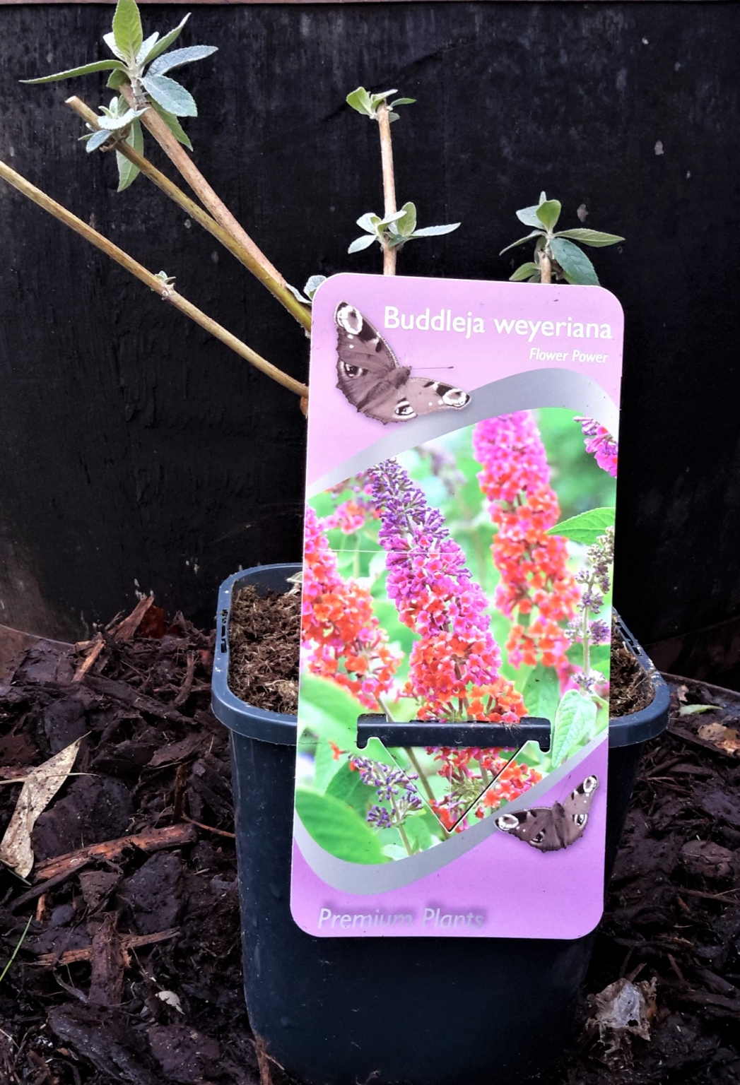 Buddleja weyeriana 'Flower Power' 2L - Windlestone Nursery & Garden ...