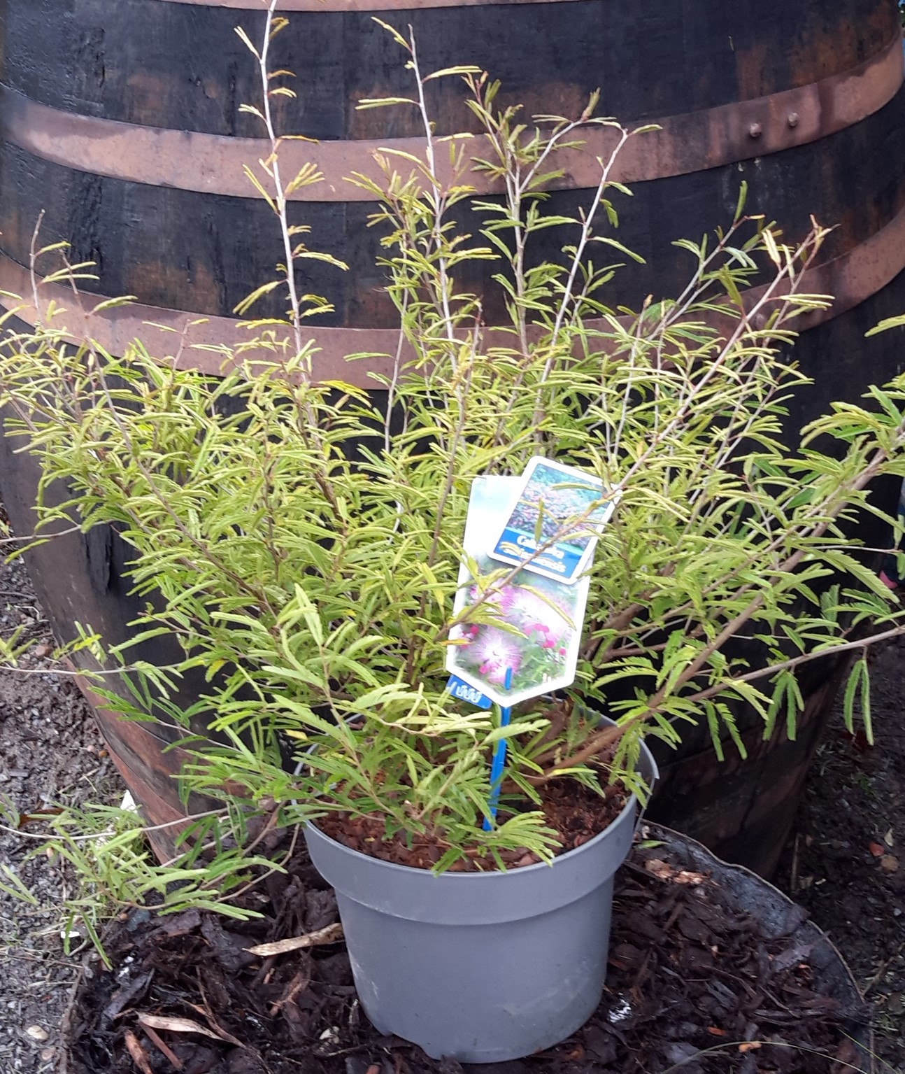 Calliandra Surinamensis 2L - Windlestone Nursery & Garden Centre in ...