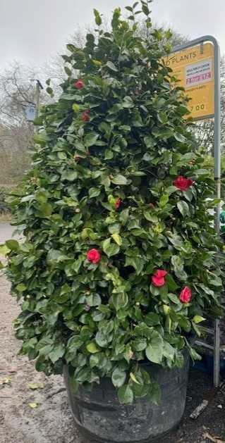 Camellia Japonica 120L Deep Pink - Windlestone Nursery & Garden Centre ...