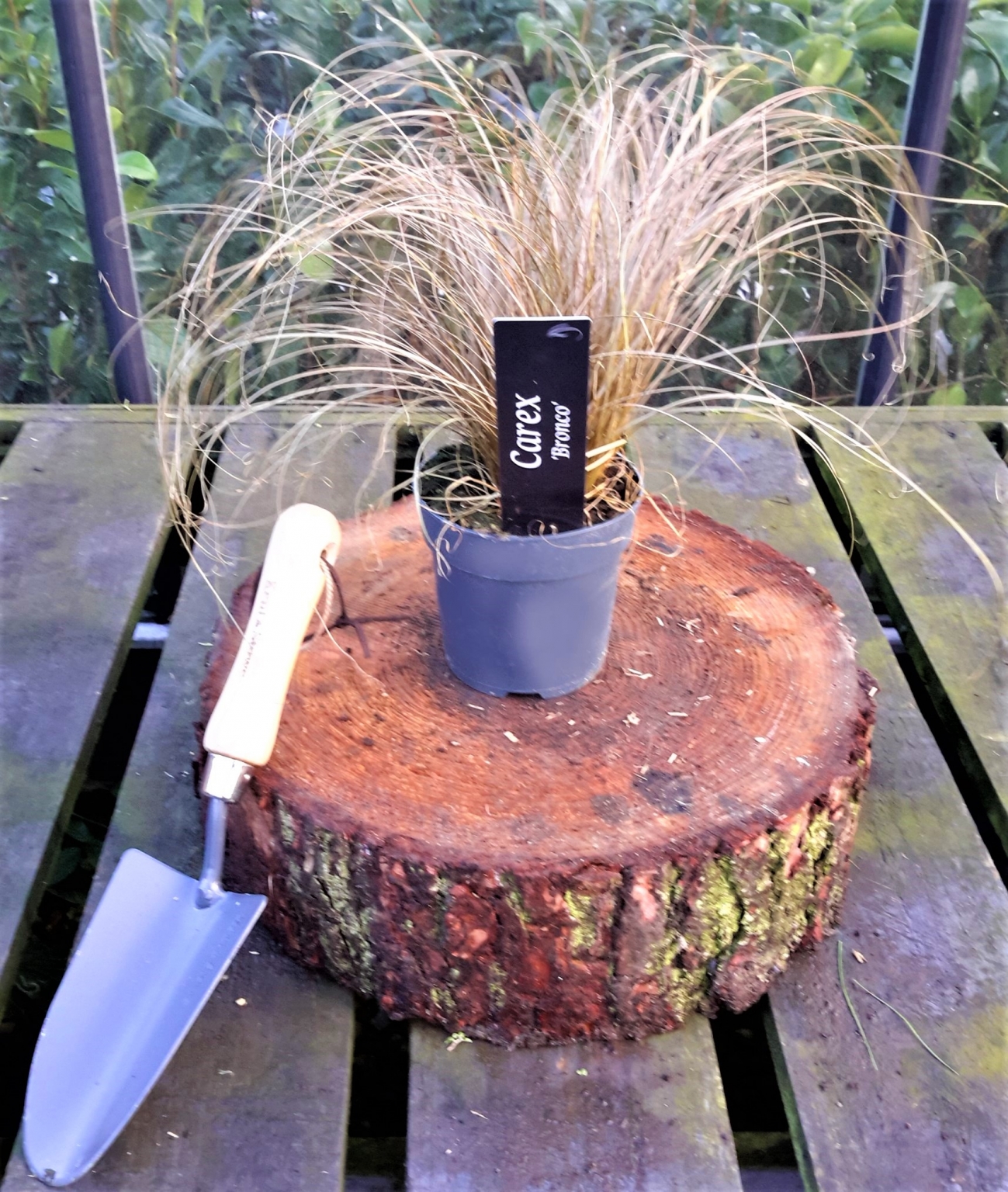 Carex Comans Bronco 1L (Sedge) - Windlestone Nursery & Garden Centre in ...