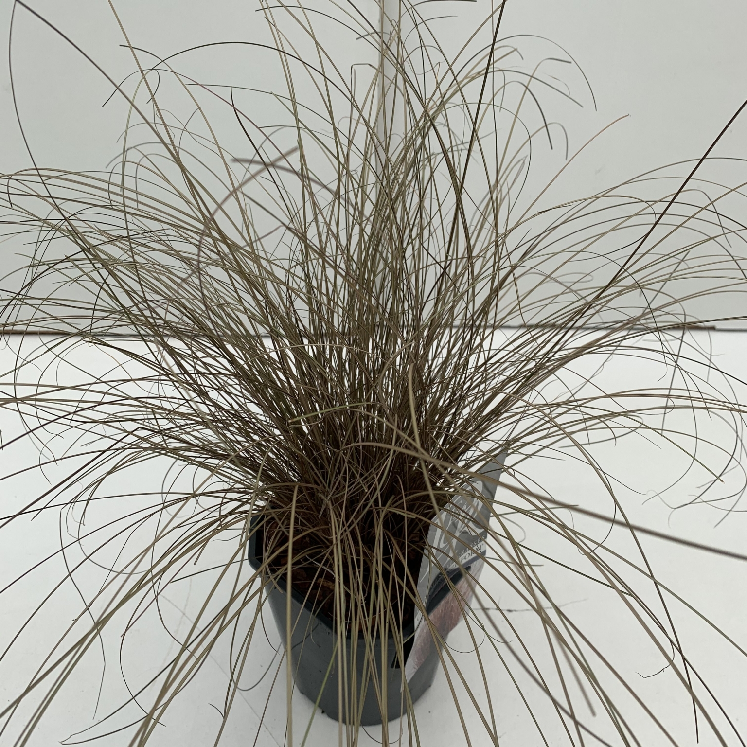 Carex Comans Bronze Form 2L (Sedge) - Windlestone Nursery & Garden ...