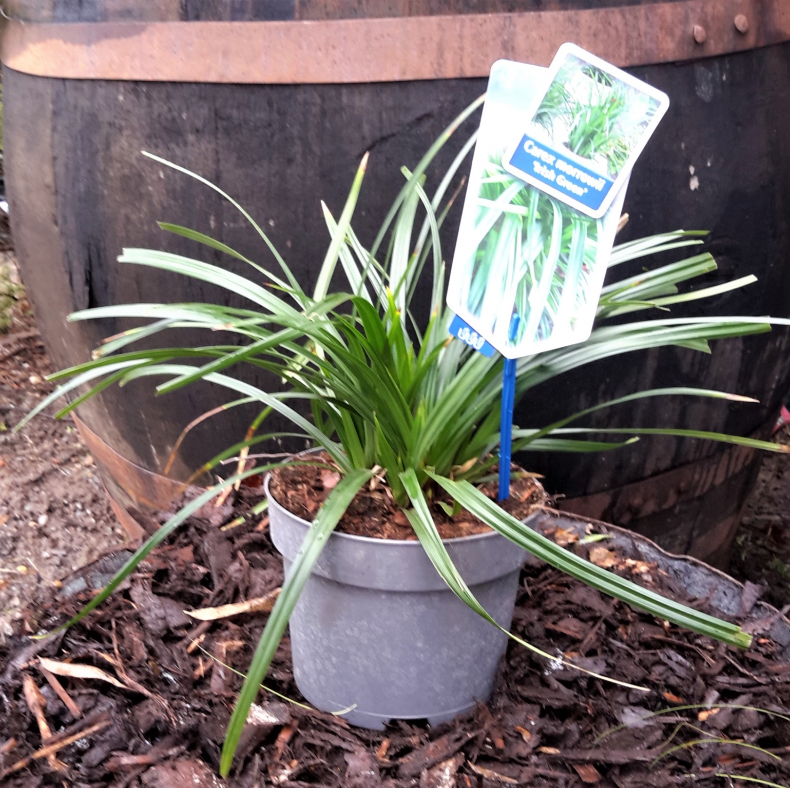 Carex Irish Green 2L (Sedge) - Windlestone Nursery & Garden Centre in ...