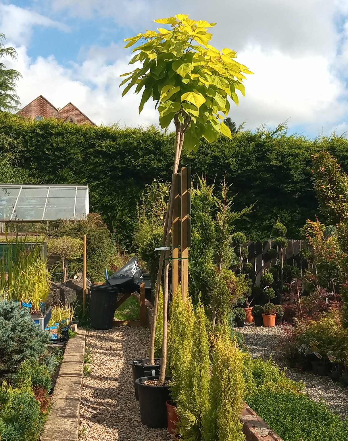 Catalpa Bungei (Chinese or Indian Bean Tree) - 220cm High Std ...