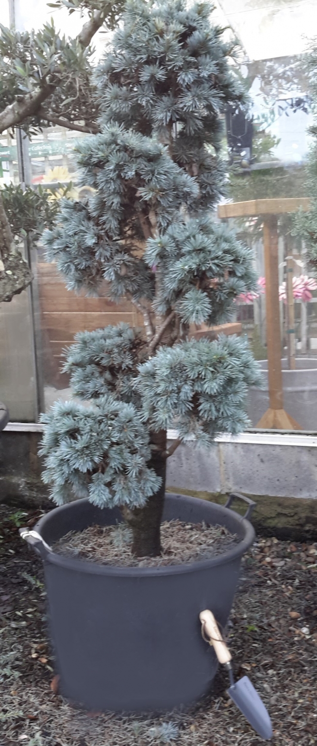 Cedrus Atlantica Glauca - Pom Pom style - Windlestone Nursery & Garden ...