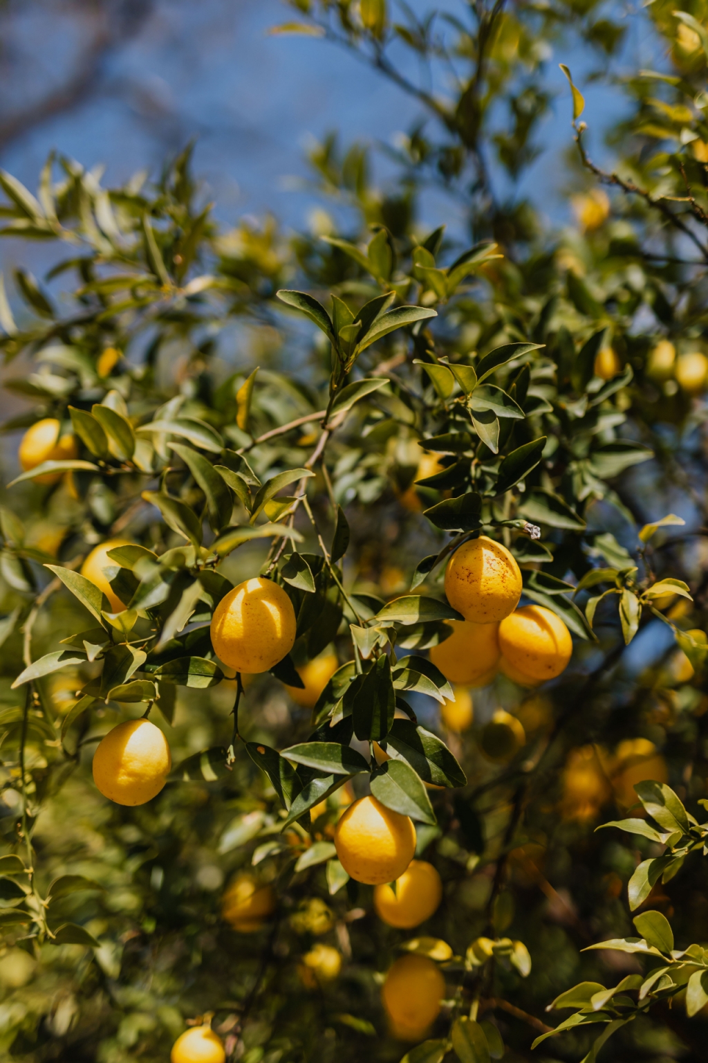 Citrus Lemon Tree - 1/4 Std - 12L - Windlestone Nursery & Garden Centre ...