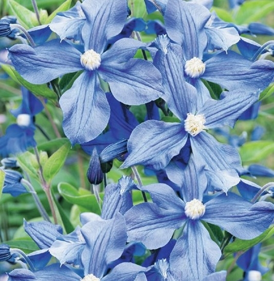 Clematis 'Arabella' - Windlestone Nursery & Garden Centre in Ferryhill ...