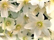 Clematis 'Cartmanii Joe' - Windlestone Nursery & Garden Centre in ...