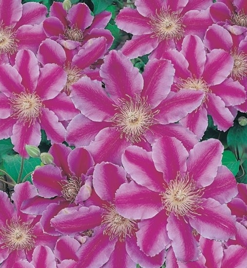 Clematis 'Dr. Ruppel' - Windlestone Nursery & Garden Centre in ...