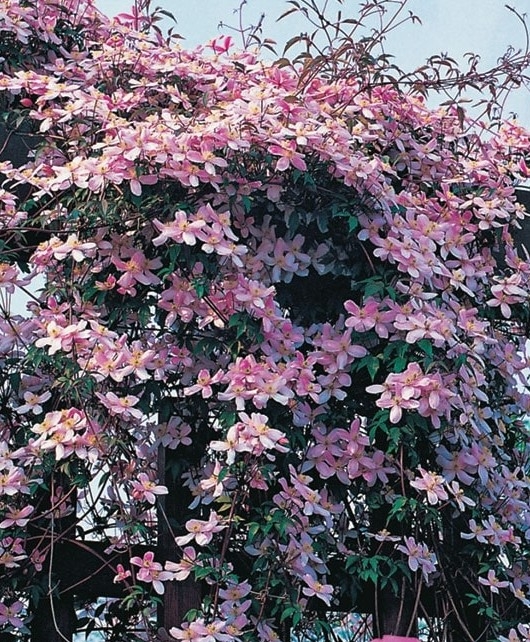 Clematis Montana var. Rubens - Windlestone Nursery & Garden Centre in ...