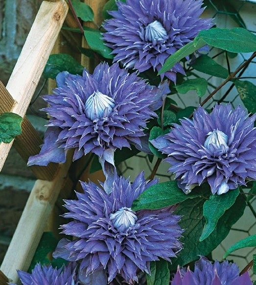 Clematis 'Multi Blue' - Windlestone Nursery & Garden Centre in ...