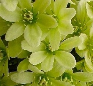 Clematis 'Pixie' - Windlestone Nursery & Garden Centre in Ferryhill, Durham