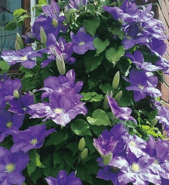 Clematis 'Rhapsody' - Windlestone Nursery & Garden Centre in Ferryhill ...