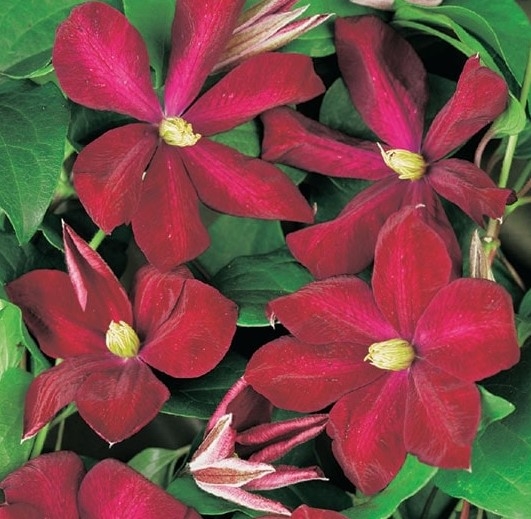 Clematis 'Voluceau' - Windlestone Nursery & Garden Centre in Ferryhill ...