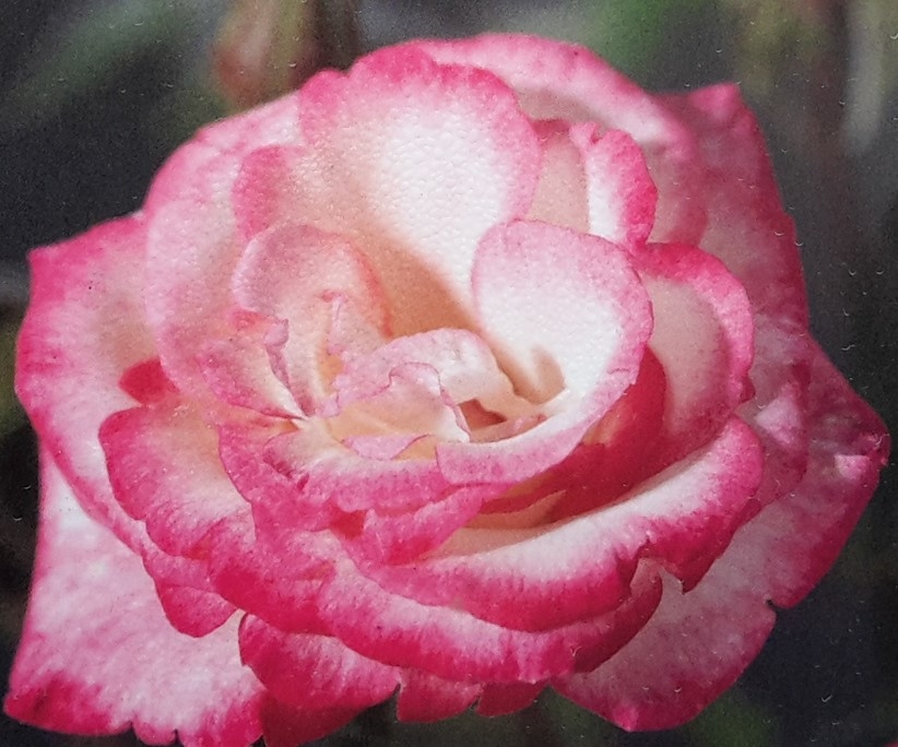 Climbing Rose 'Händel' 3L - Windlestone Nursery & Garden Centre in ...