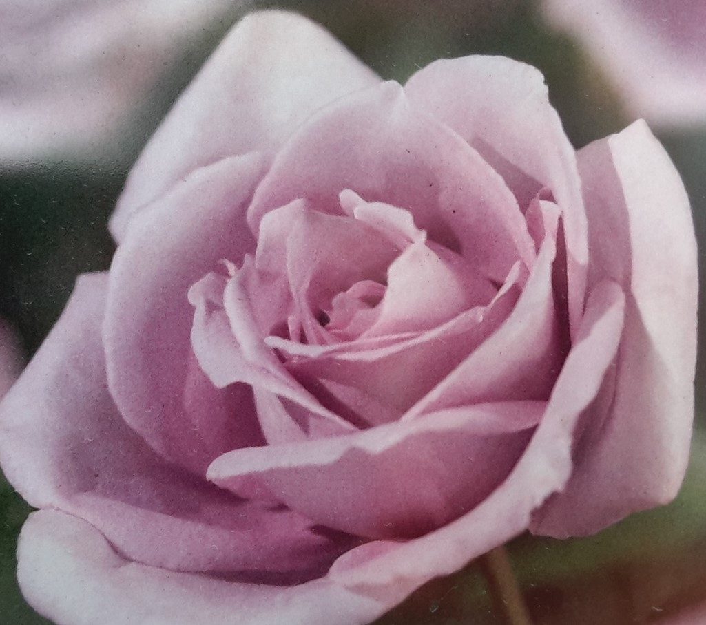 Climbing Rose 'Indigoletta' 3L - Windlestone Nursery & Garden Centre in ...