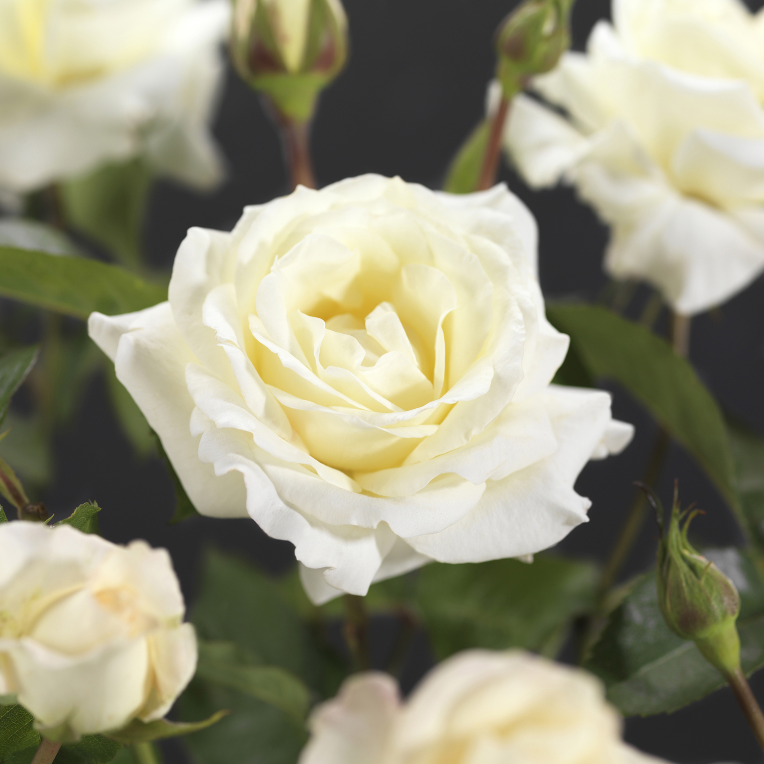 Climbing Rose 'Paul's Lemon Pillar' 3L - Windlestone Nursery & Garden ...