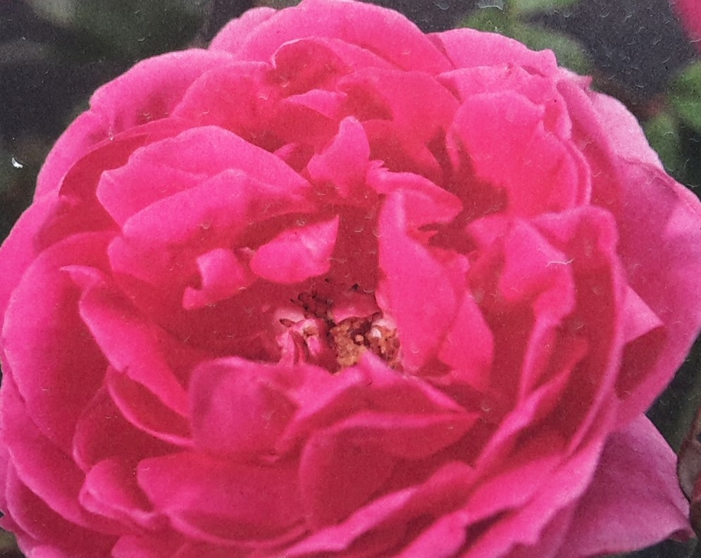 Climbing Rose 'Pink Cloud' 3L - Windlestone Nursery & Garden Centre in ...