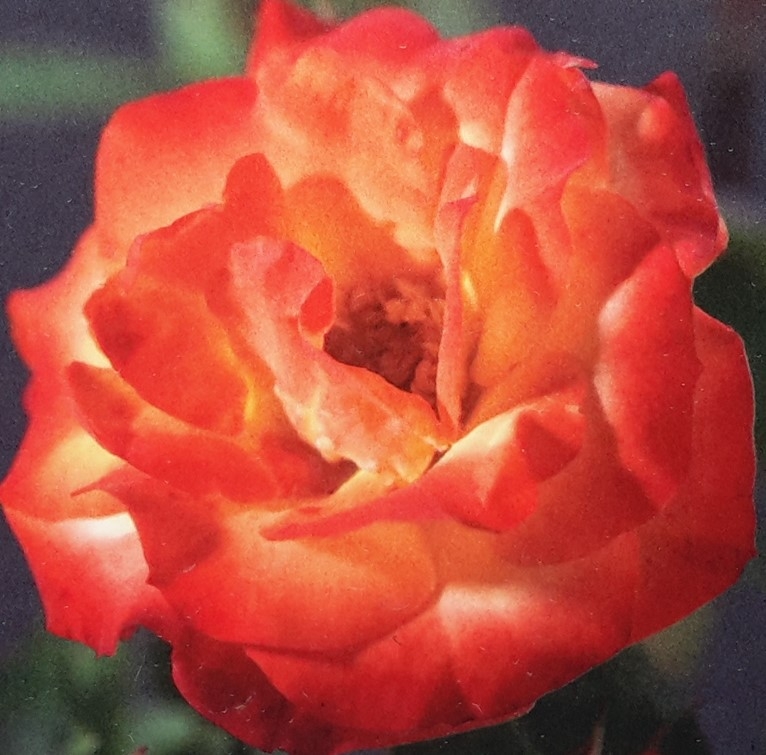 Climbing Rose 'Rumba' 3L - Windlestone Nursery & Garden Centre in ...