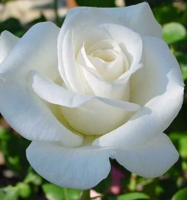 Climbing Rose 'Virgo' - 4.5L - 175cm - Windlestone Nursery & Garden ...