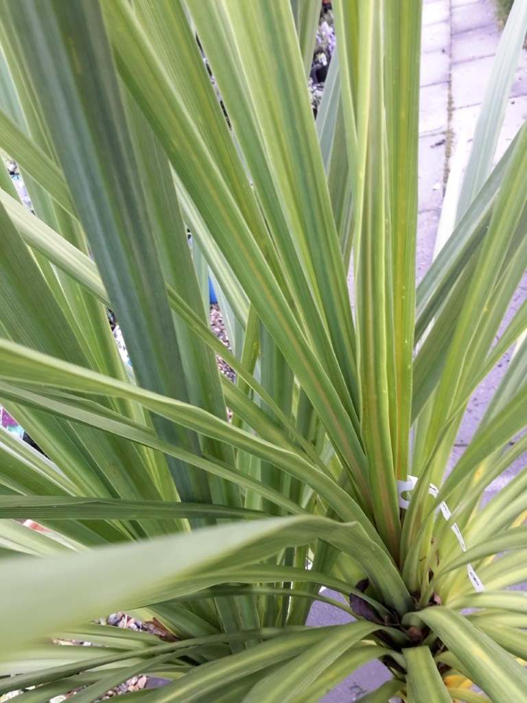 Cordyline Australis - Multi Stem - 1.25m - 25L - Windlestone Nursery ...