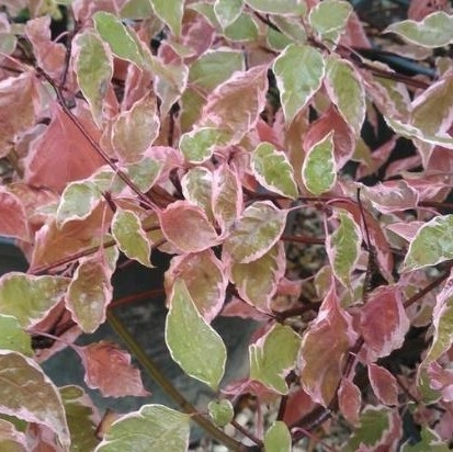 Cornus Controversa Alternifolia Pinky Spot® - 18L - On cane - 110cm ...