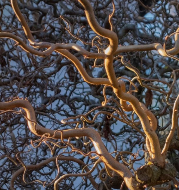 Corylus Avellana Contorta (Hazel Tree) High Std - Windlestone Nursery ...