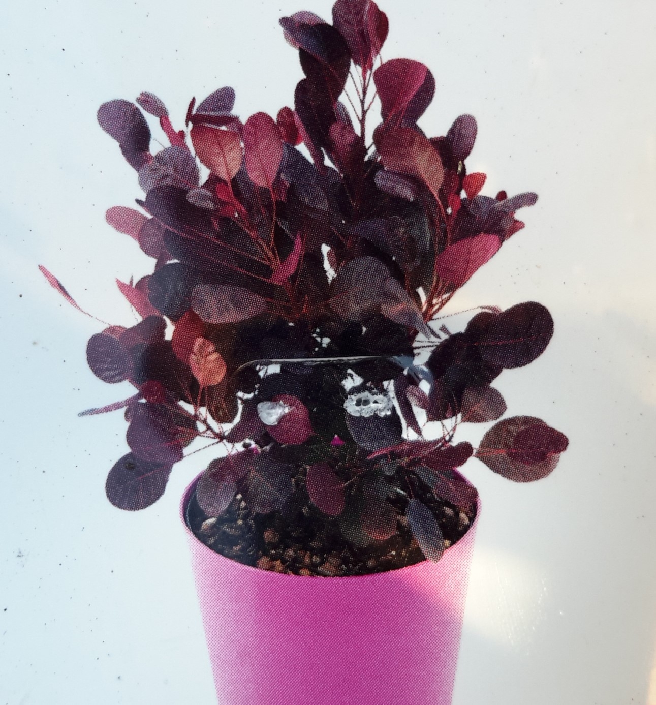 Cotinus Coggygria Lilla 5L (Smoke Bush) - Windlestone Nursery & Garden ...