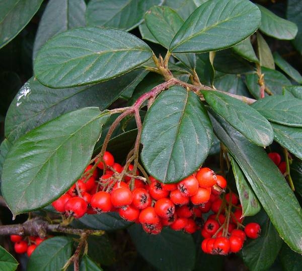 Cotoneaster Lacteus - 15L - 120cm - Windlestone Nursery & Garden Centre ...