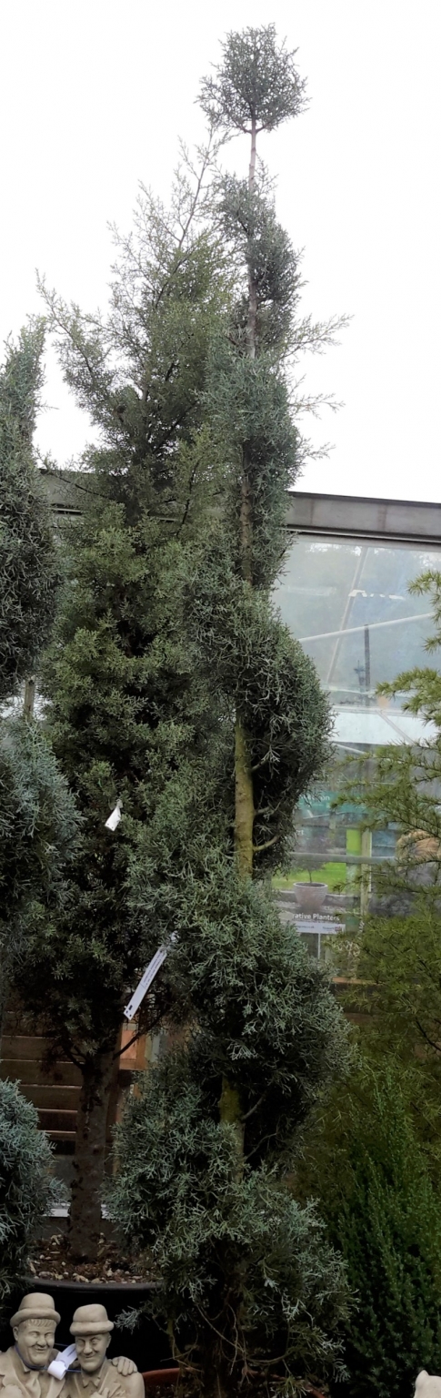 Cupressus Arizonica Fastigiata - 2.4m - Spiral & Ball - Windlestone ...