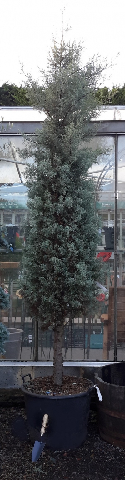 Cupressus Arizonica Fastigiata (Arrow) - Windlestone Nursery & Garden ...