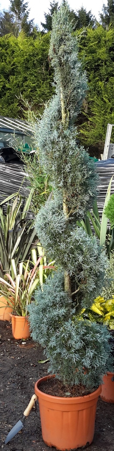 Cupressus Arizonica Fastigiata - Spiral - 1.8m - Windlestone Nursery ...