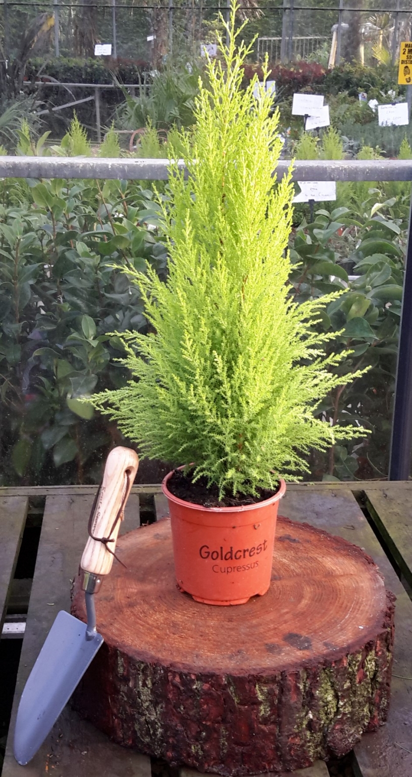 Cupressus Goldcrest Wilma 1L - Windlestone Nursery & Garden Centre in ...