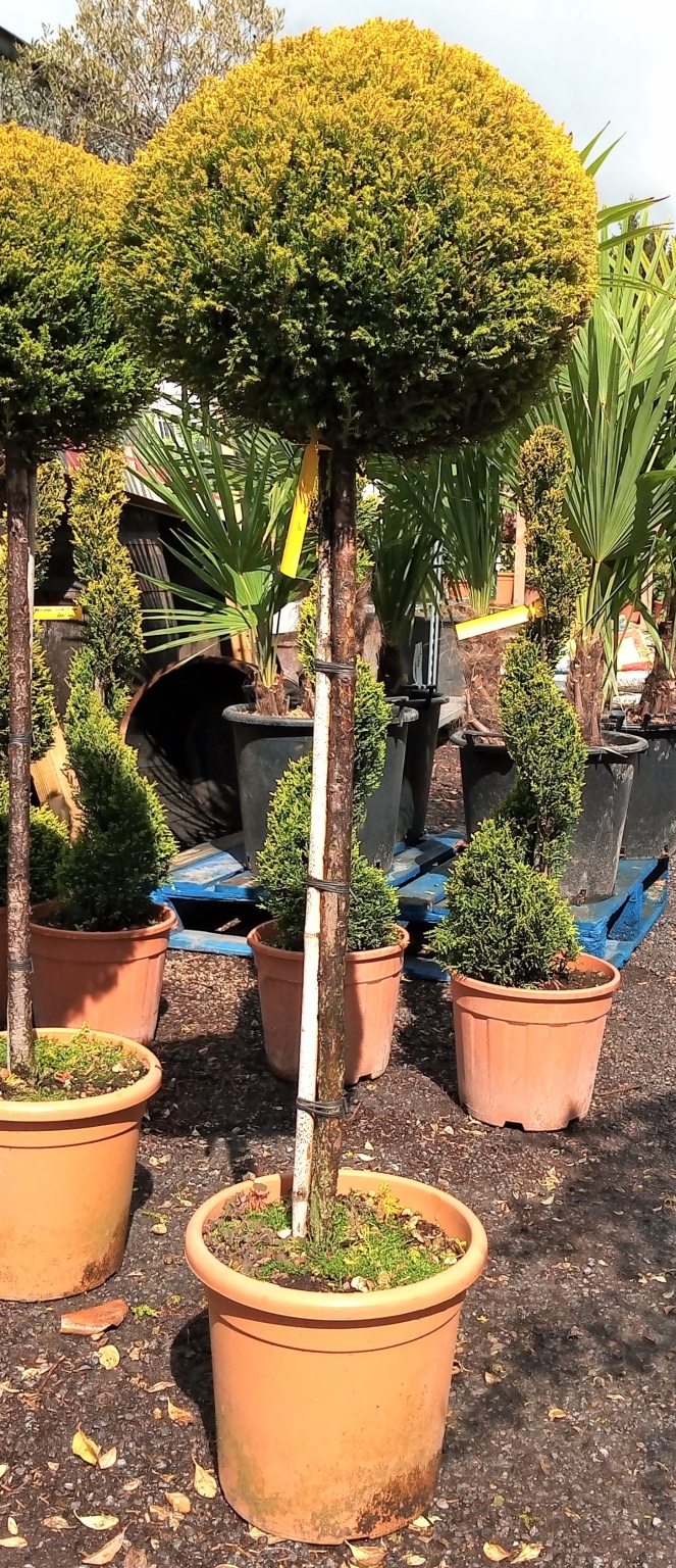 Cupressus Macroc. Goldcrest 1/2 Std. 15L - 1.1m - Windlestone Nursery ...